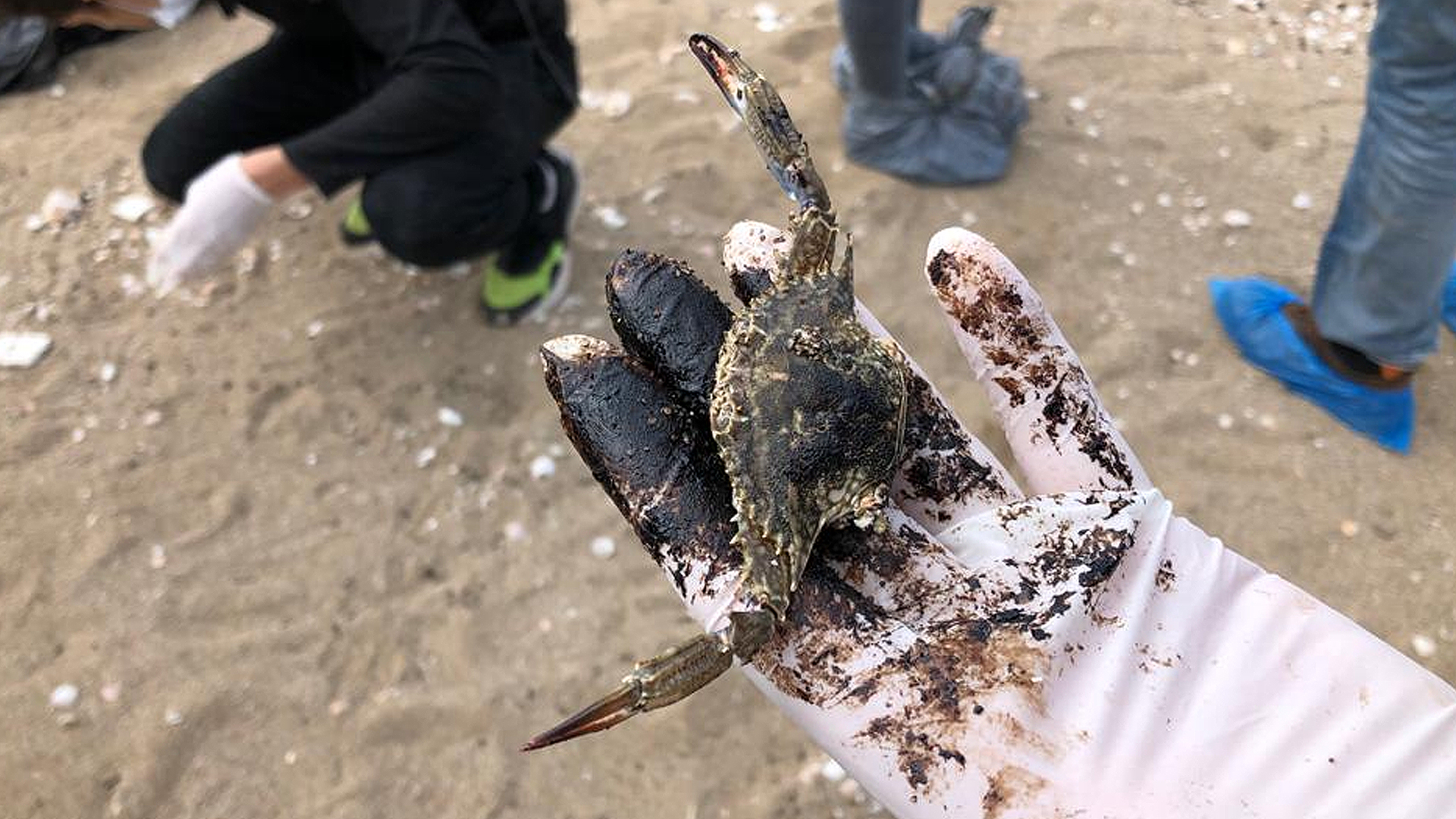 Rescuers Feed Turtles Mayonnaise to Save Them | IE