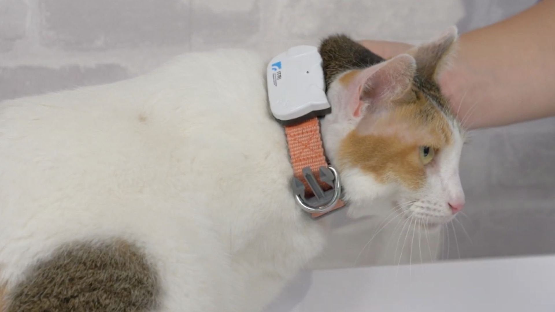 CES 2022: This Pet Tech Lets You Understand Your Pet As Never Before