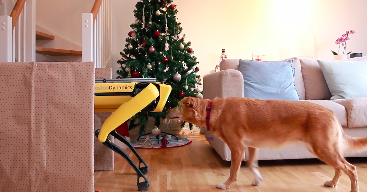 Spot the Robot Melts Christmas Blues of Lonely Dog | IE