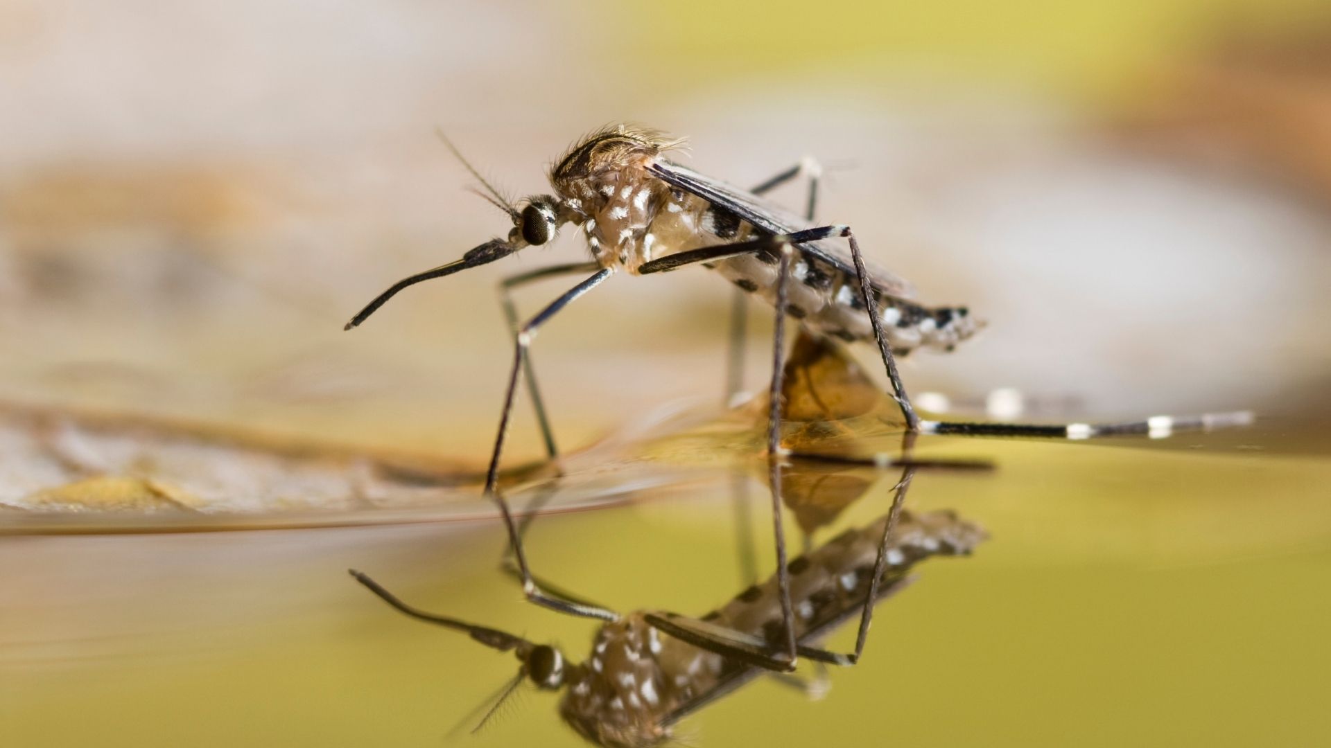 GMO mosquitoes California: Genetically modified mosquitoes successfully ...