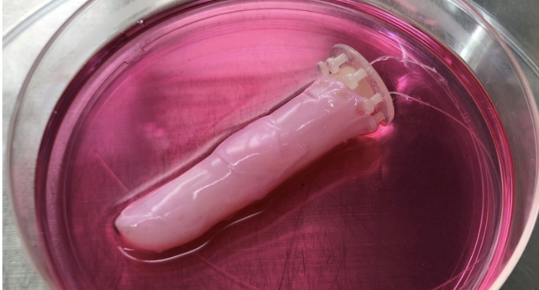 Artificial skin grown from human cells points to the future of robots