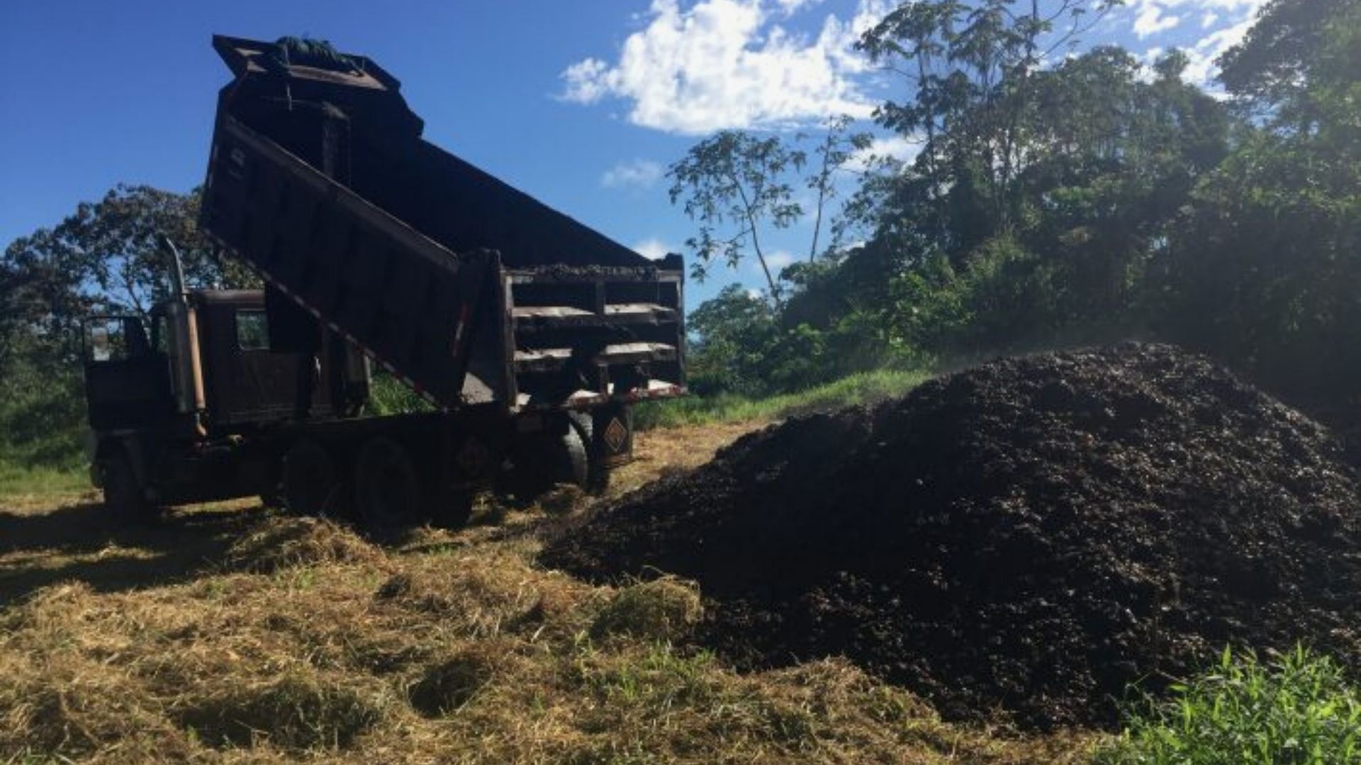 Dumping Coffee Pulp To Forests Could Boost Recovery | IE
