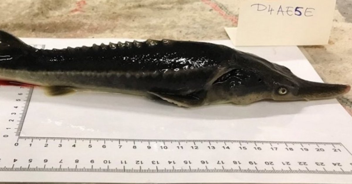 Scientists Accidentally Create Hybrid Fish from Two Endangered Species