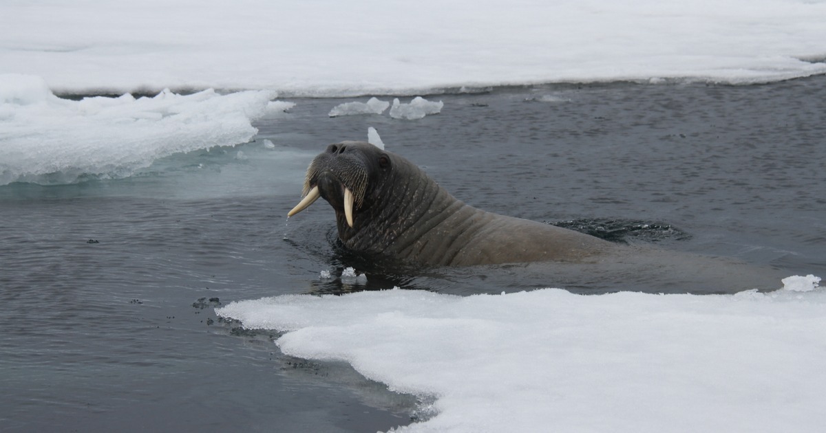 Female Walrus Attacks and Sinks Russian Navy Boat on Arctic Expedition