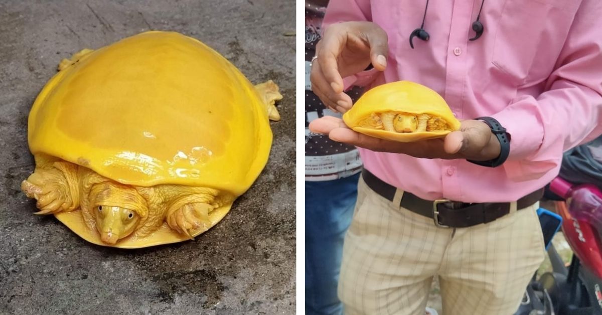 Ridiculously Bright Yellow Turtle Discovered in India | IE
