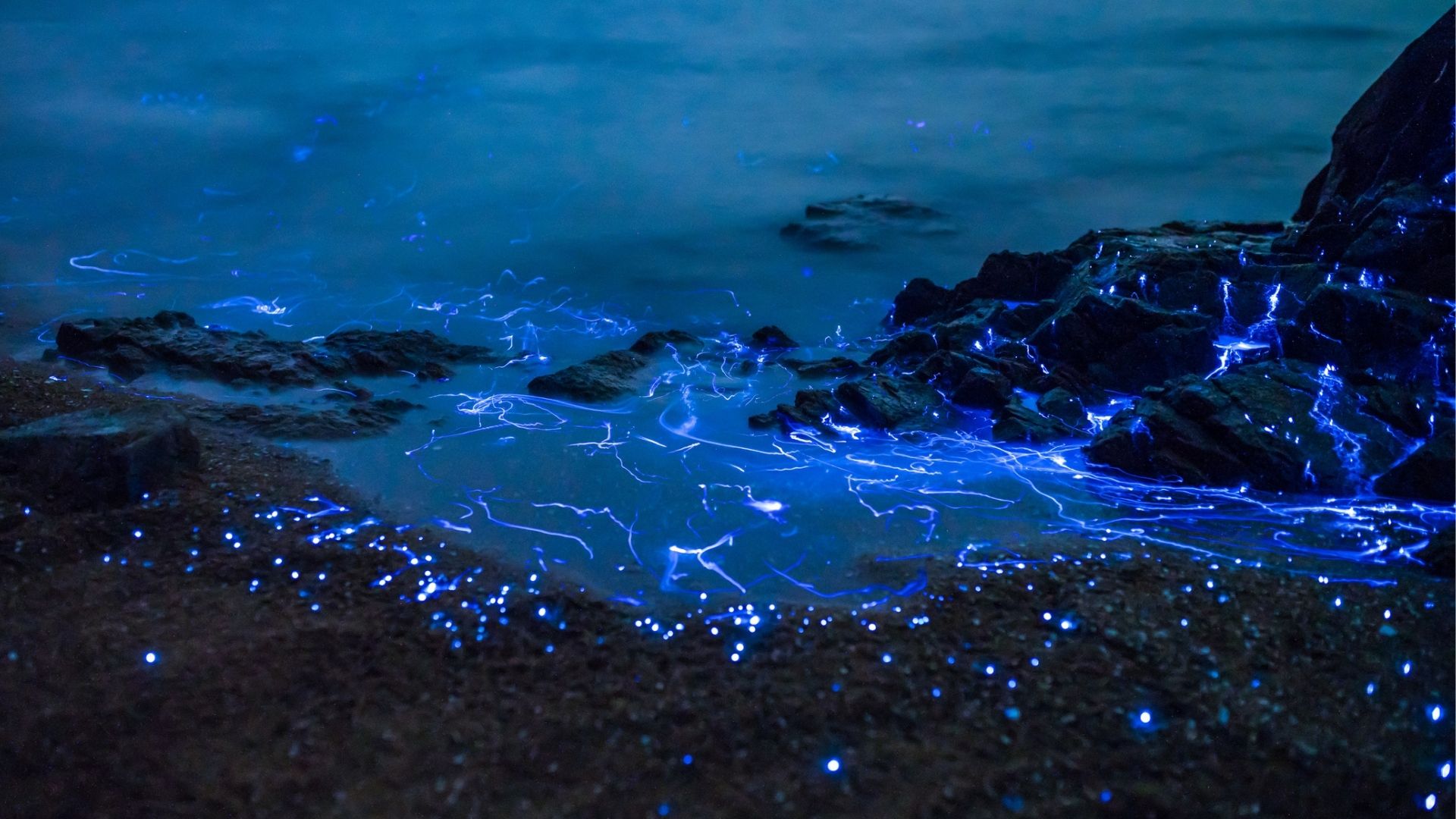 Natural Lighting: What Exactly Is Bioluminescence and How Does It Work?