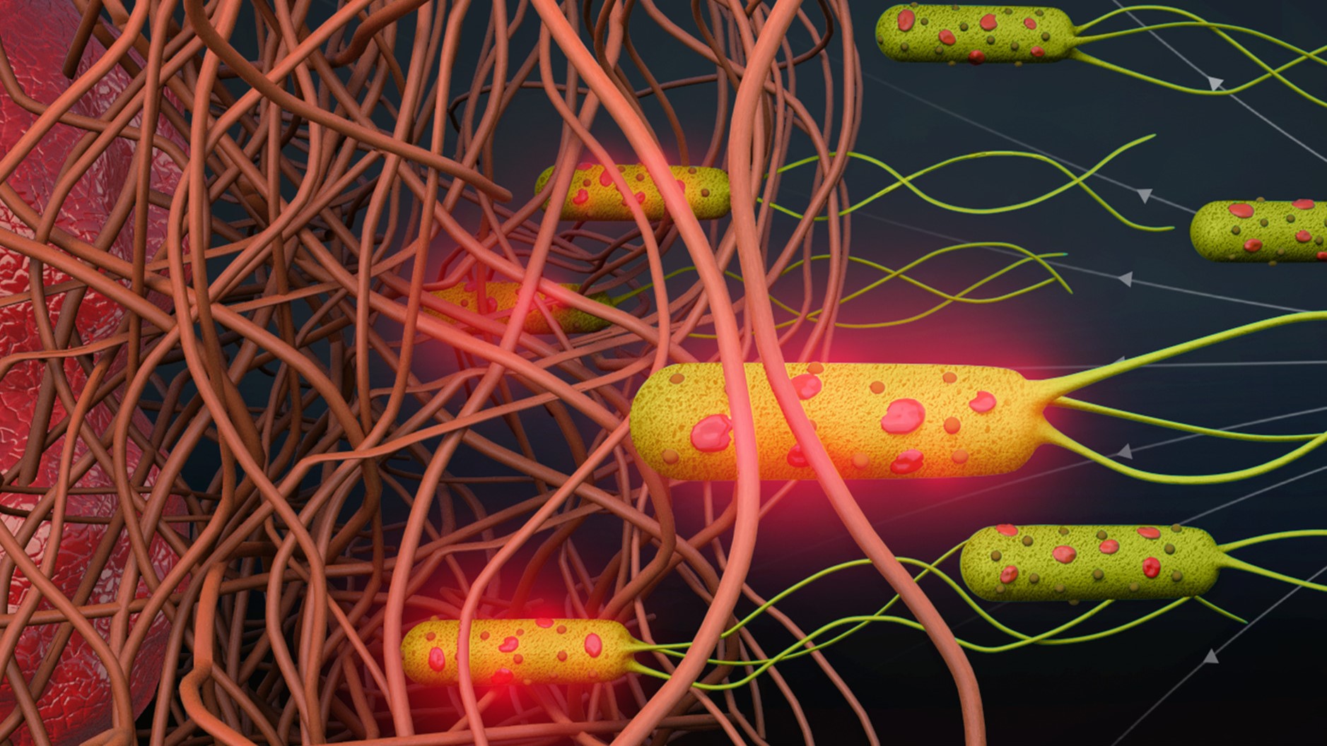 Cancer tumors can be killed on the spot using these bacteria-based ...