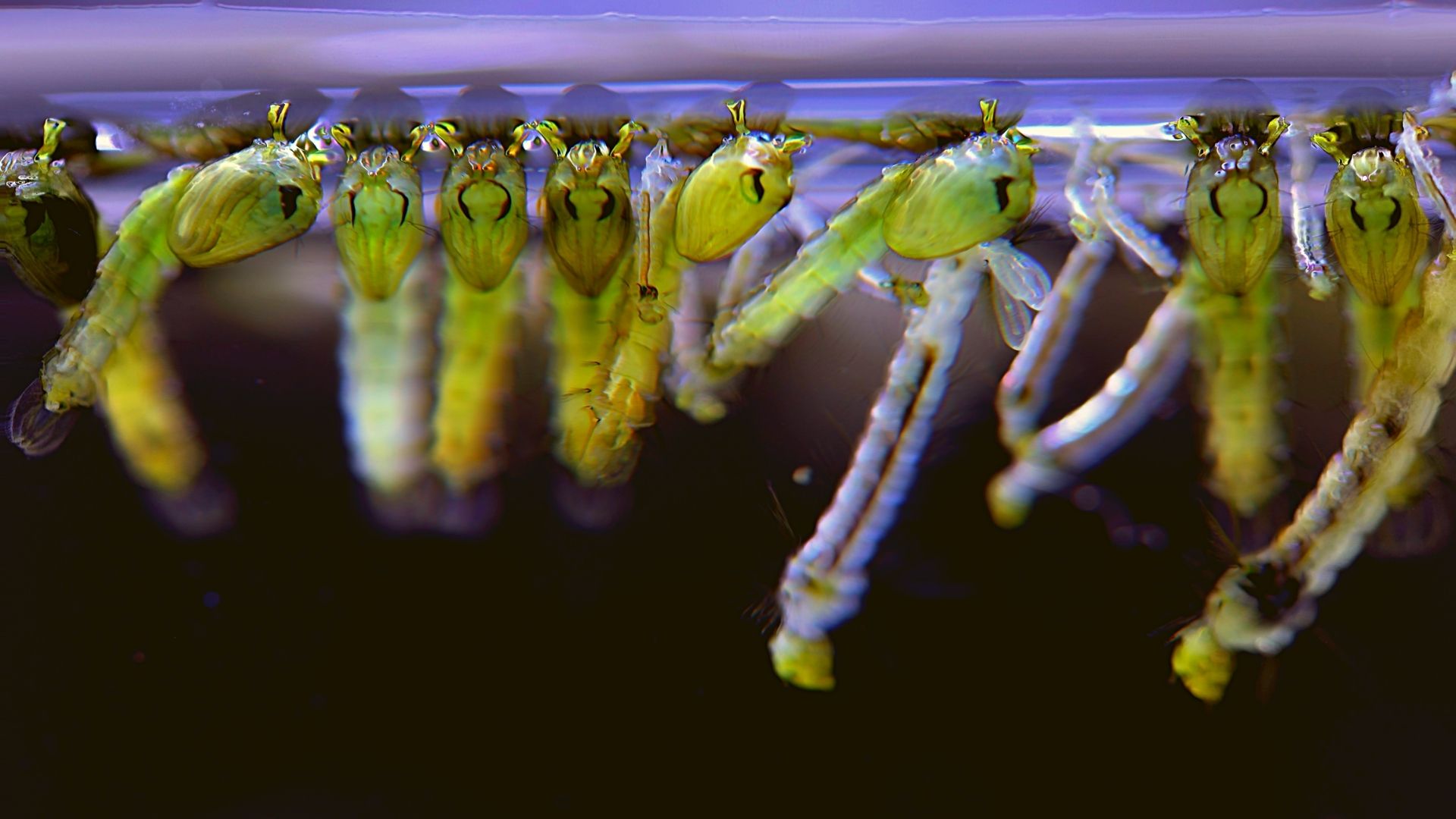 Genetically Modified Mosquitoes Are Hatching in the US | IE