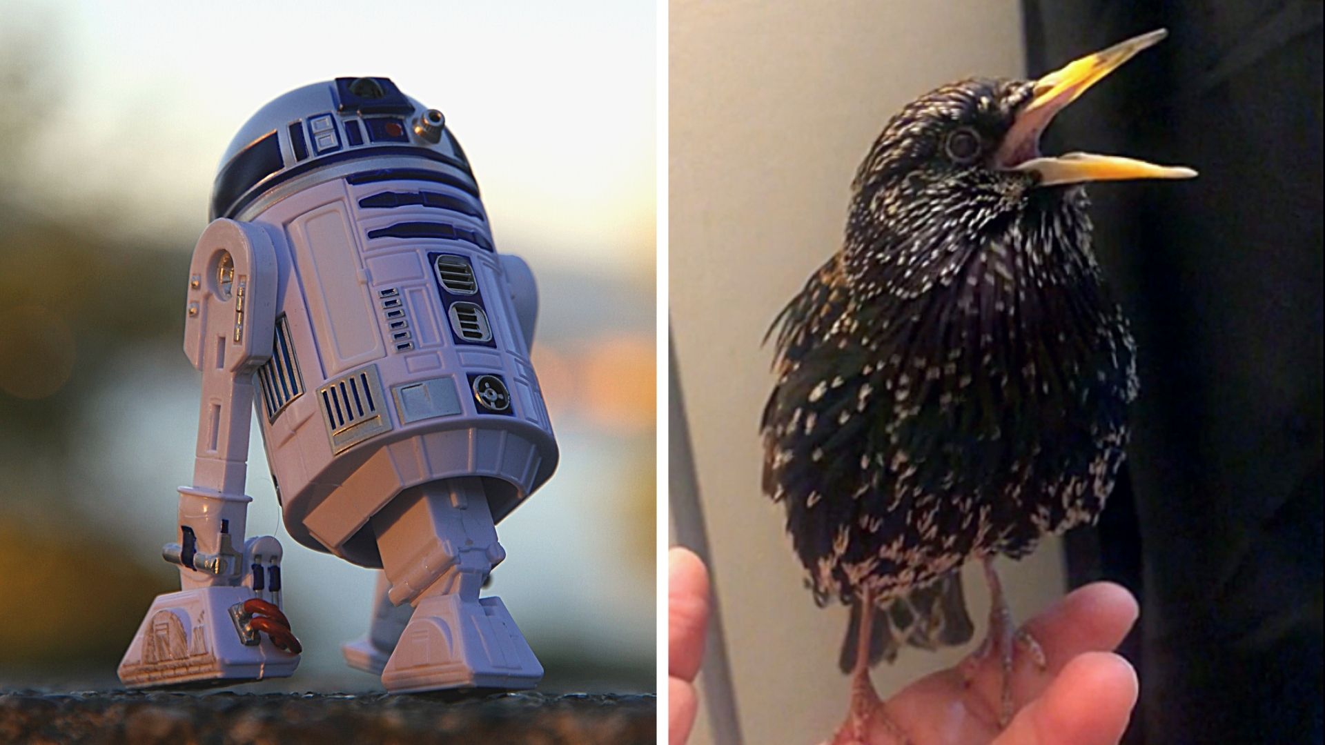 Listen: A talented European Starling does the perfect R2-D2 impression