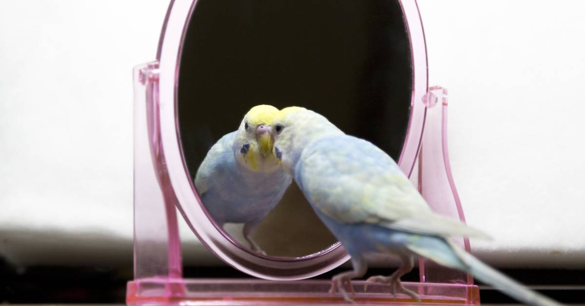 Birds Are Intelligent and Perhaps Even Self-Aware | IE