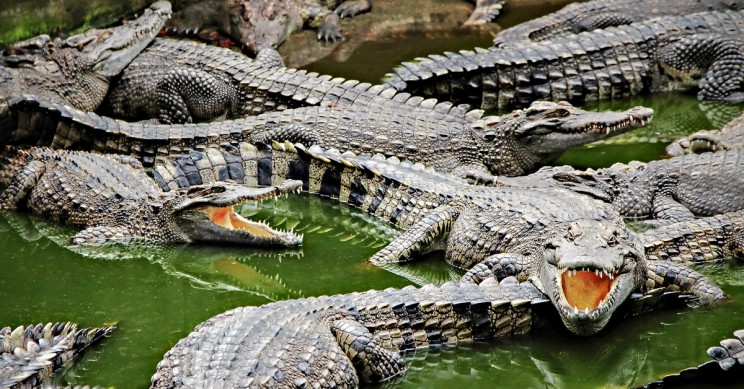 Researchers Are Mesmerized by How Low Oxygen Builds Stronger Hearts in ...