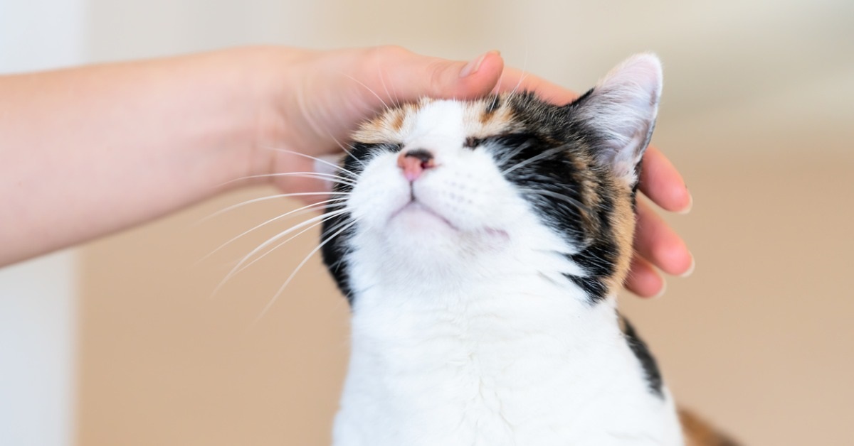 Cats Are as Attached to Their Caregivers Just as Much as Dogs and Babies