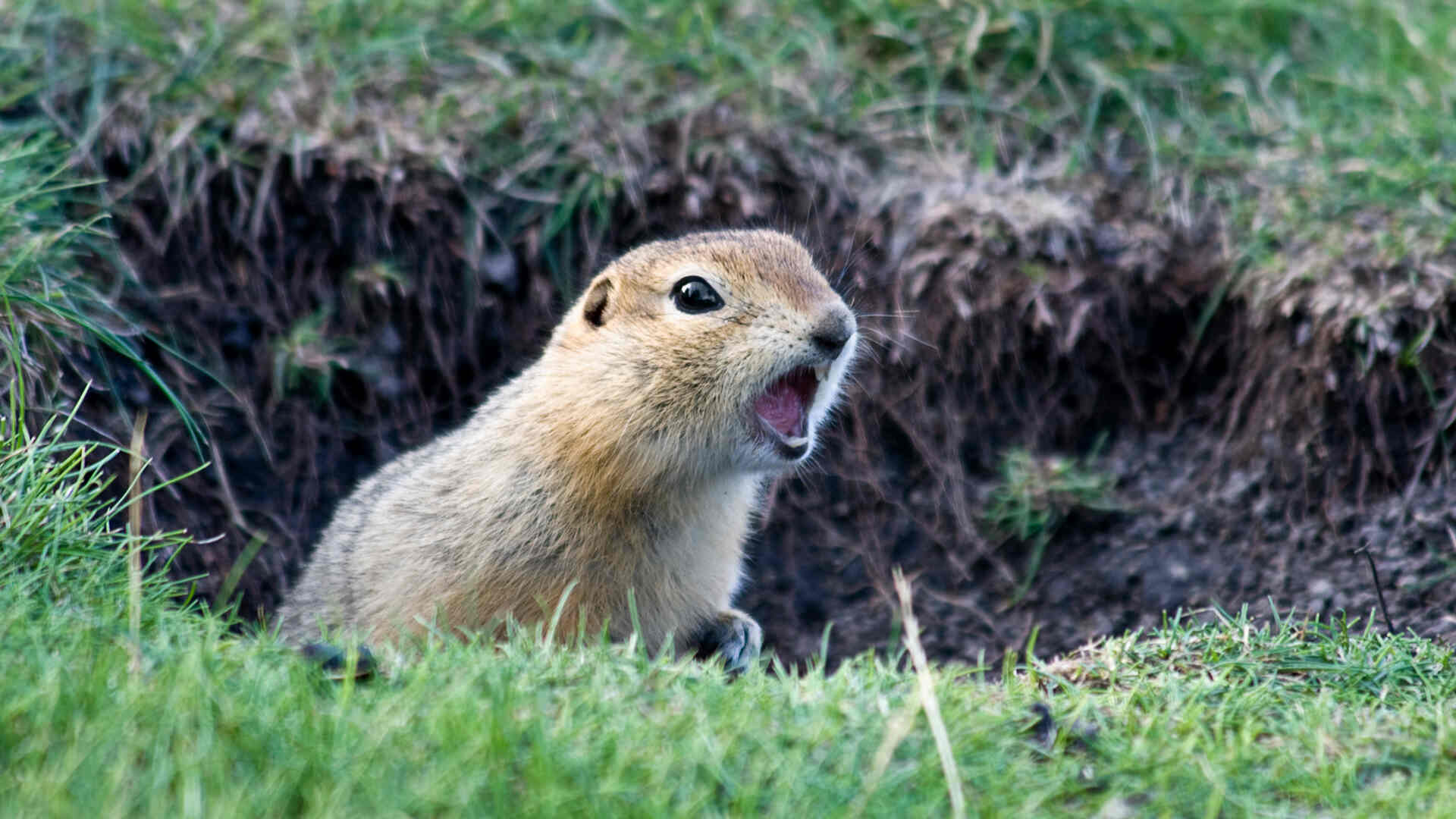Latest study reveals that gophers also farm their own food