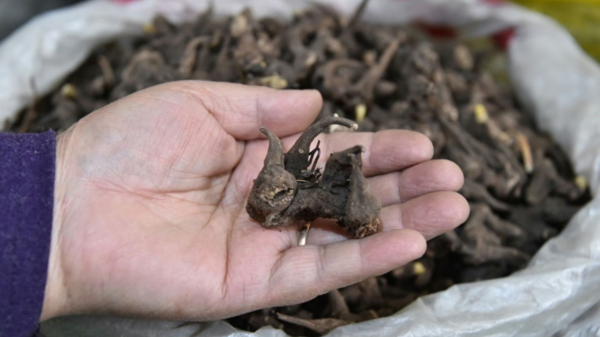 Kyrgyz Minister Endorses Poisonous Root as COVID-19 Cure | IE