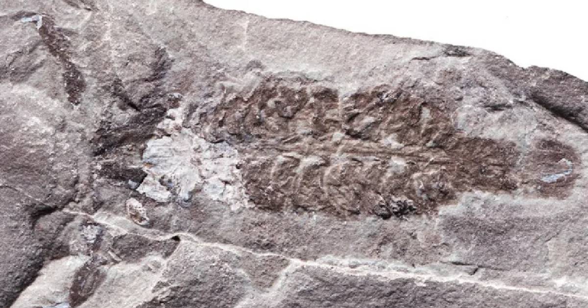 436 Million Year Old Scorpion Reveals About Animals' Migration from ...