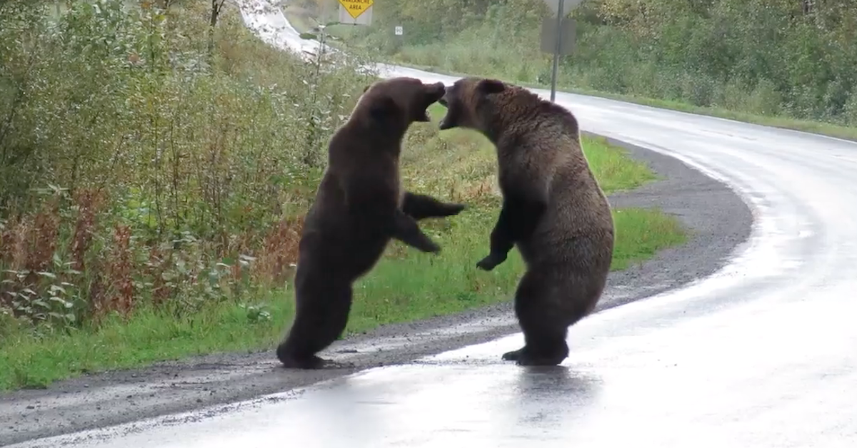 Watch Incredible, Rare Footage of Two Grizzly Bears Fighting