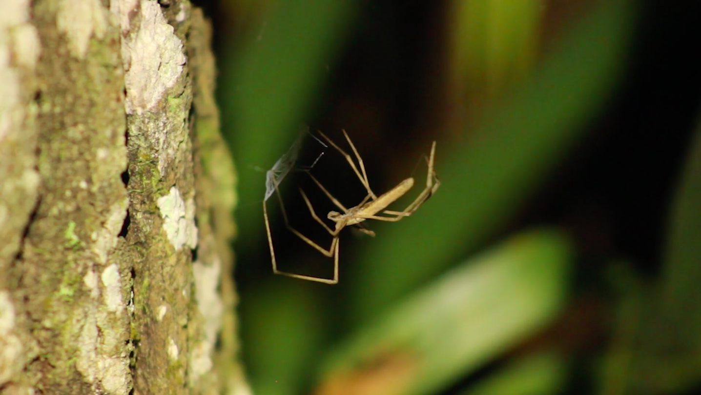 Ogre-Faced Spiders Can 'Hear' Without Ears, Study Says | IE