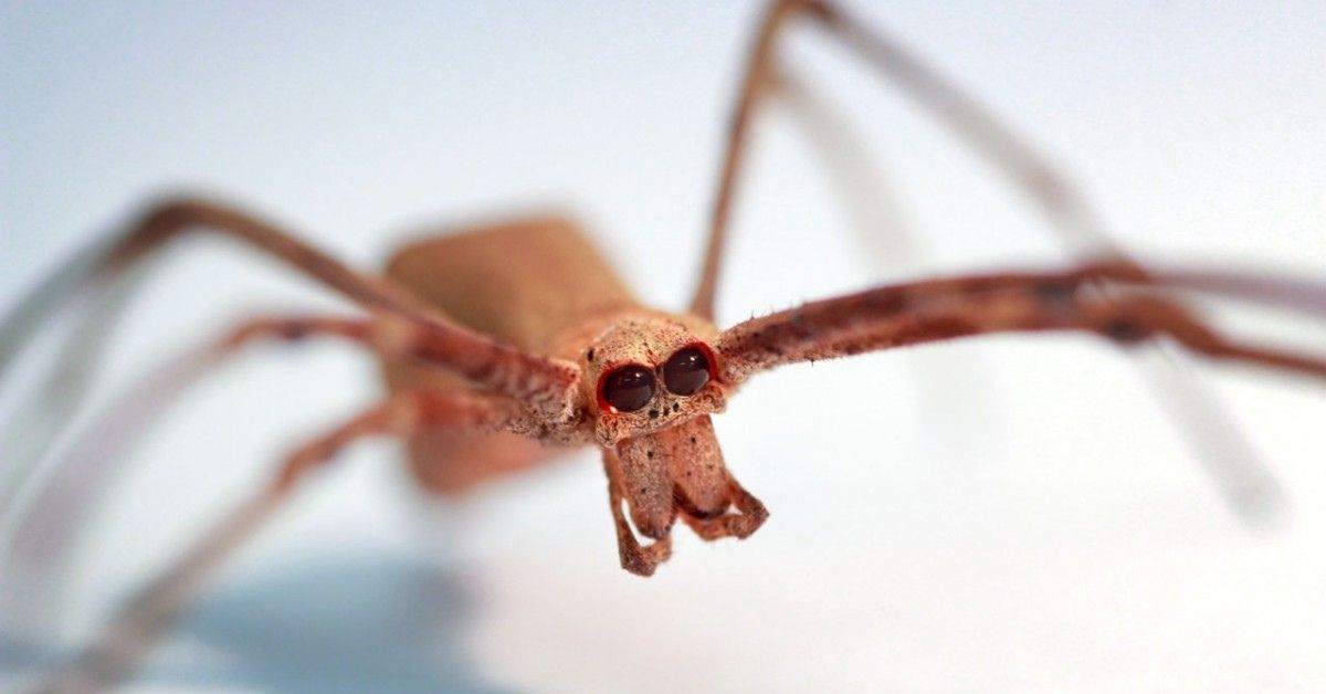 Ogre-Faced Spiders Can 'Hear' Without Ears, Study Says | IE