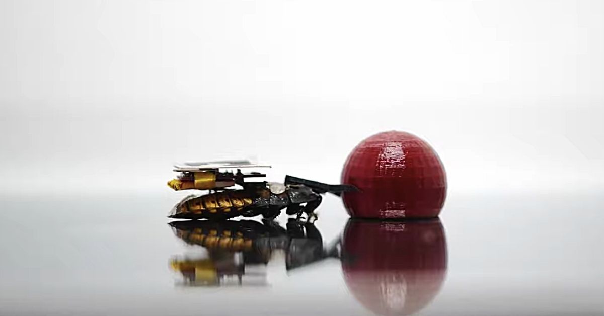 Robot Cockroaches to Run Errands in Your House | IE