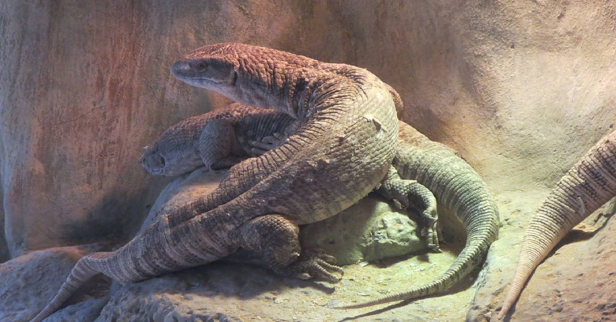Savannah Monitor Lizards Have Mammal and Bird-Hybrid System for Breathing