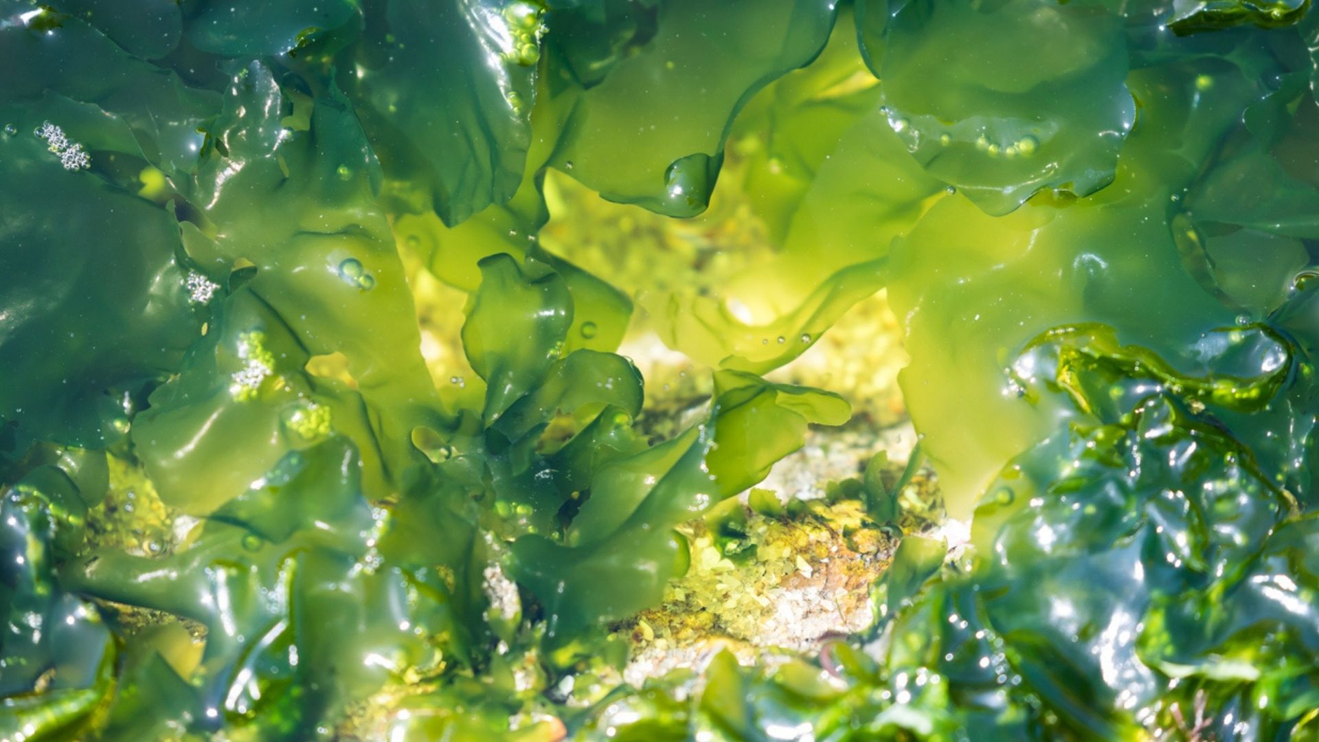 Artificial intelligence helps grow algae for producing clean biofuel