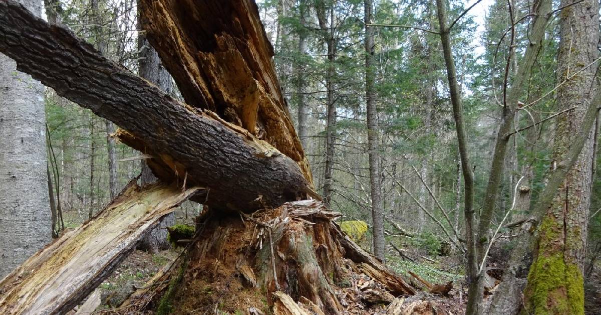 Older Forests Resist Climate Change Better