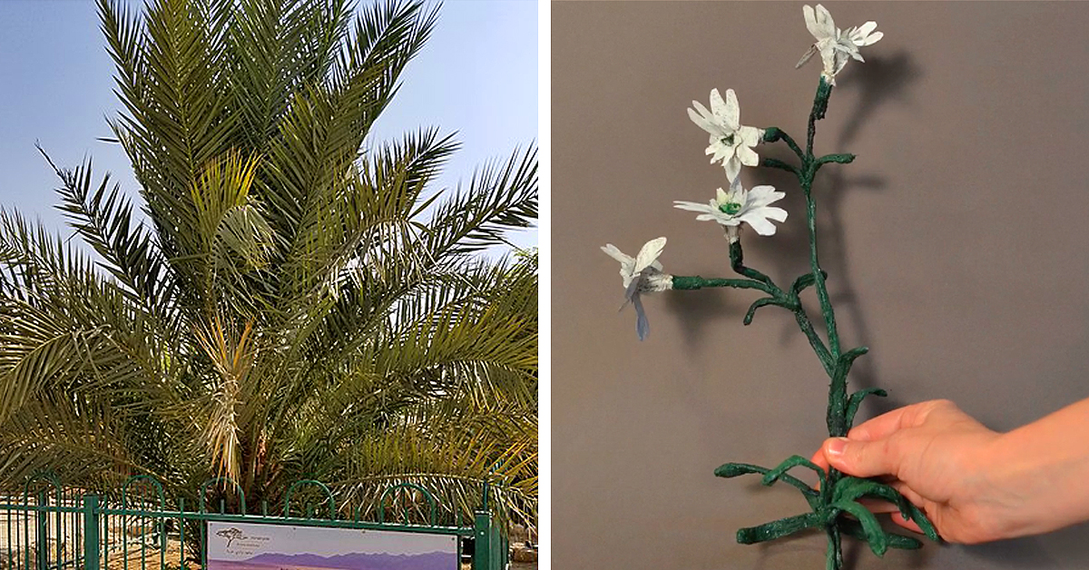 Ancient Date Palm and Flowering Plant Resurrected | IE