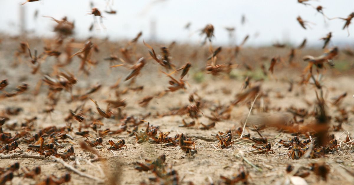 Plague-Like Locust Swarms Sweep Saudia Arabia, East Africa, Asia