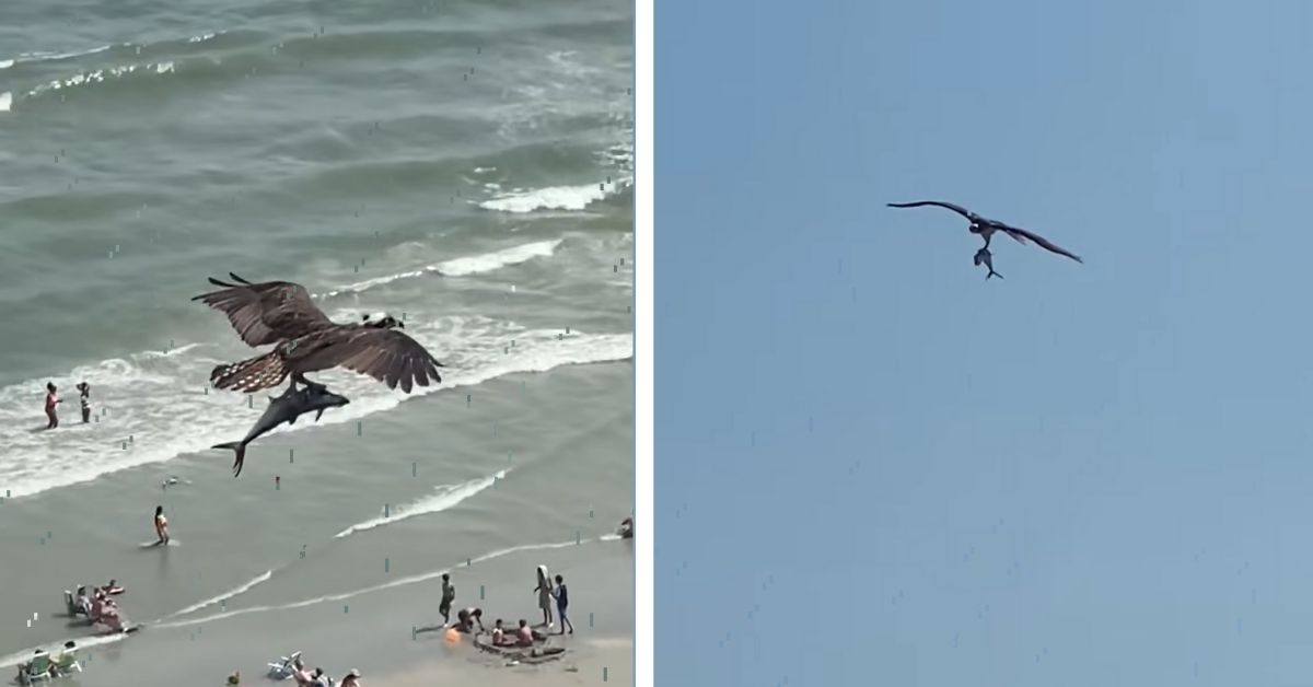 Mystery of the Hawk Taking Shark For a Ride Solved, Probably