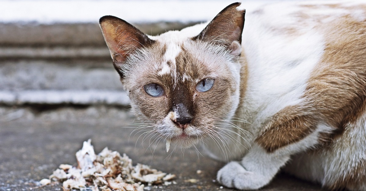 Cats Will Eat Human Remains If They Want a Snack