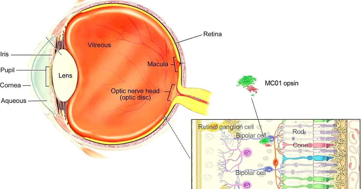 New Treatment Restores Vision in Mice - With One Shot? | IE