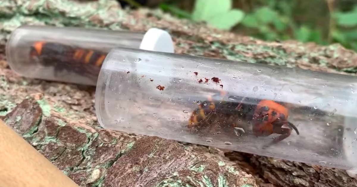 Two Queen ‘Murder Hornets’ Discovered on Washington Property | IE