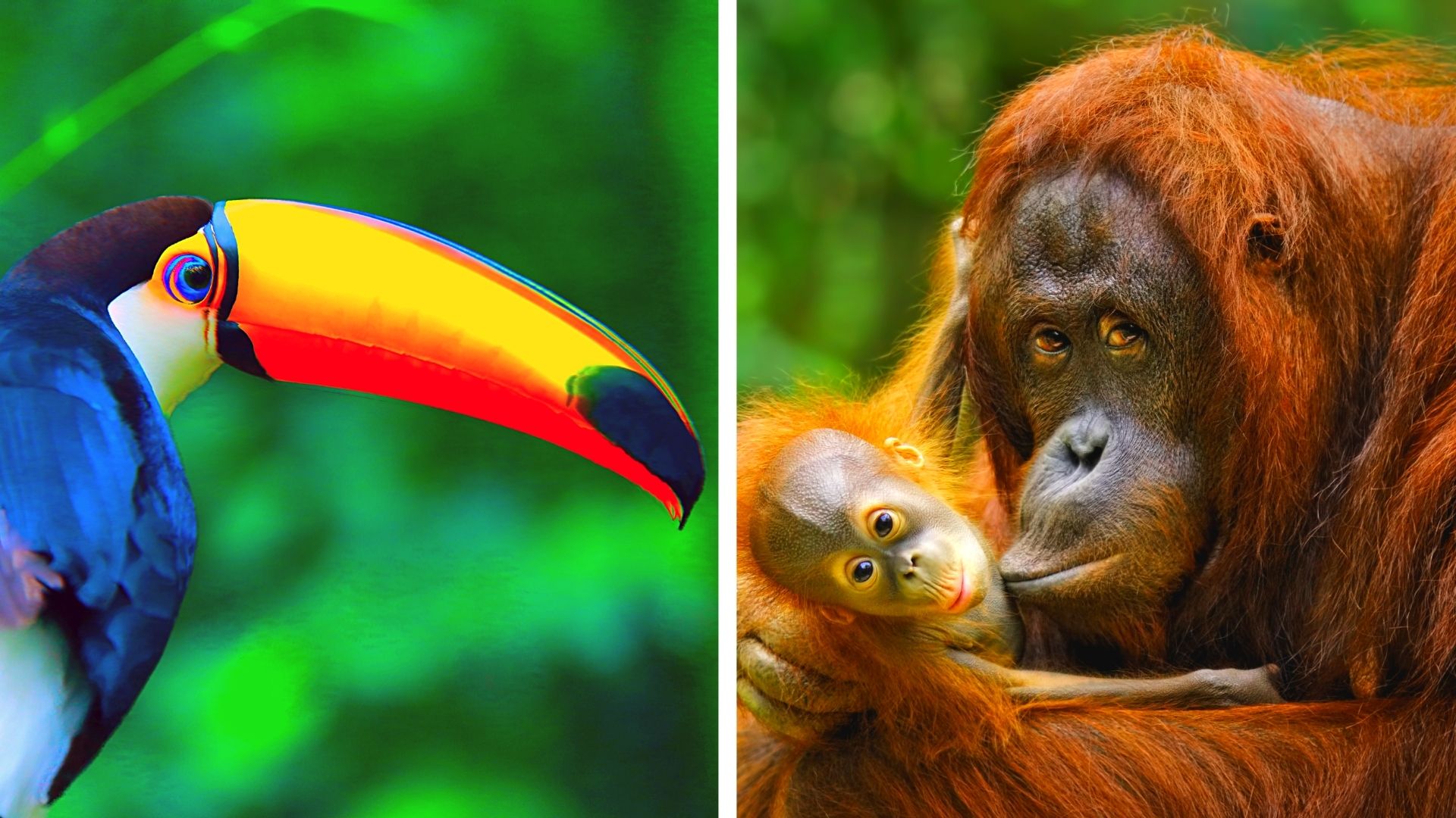 Alarming New Research: Animals Are Rapidly 'Shapeshifting'