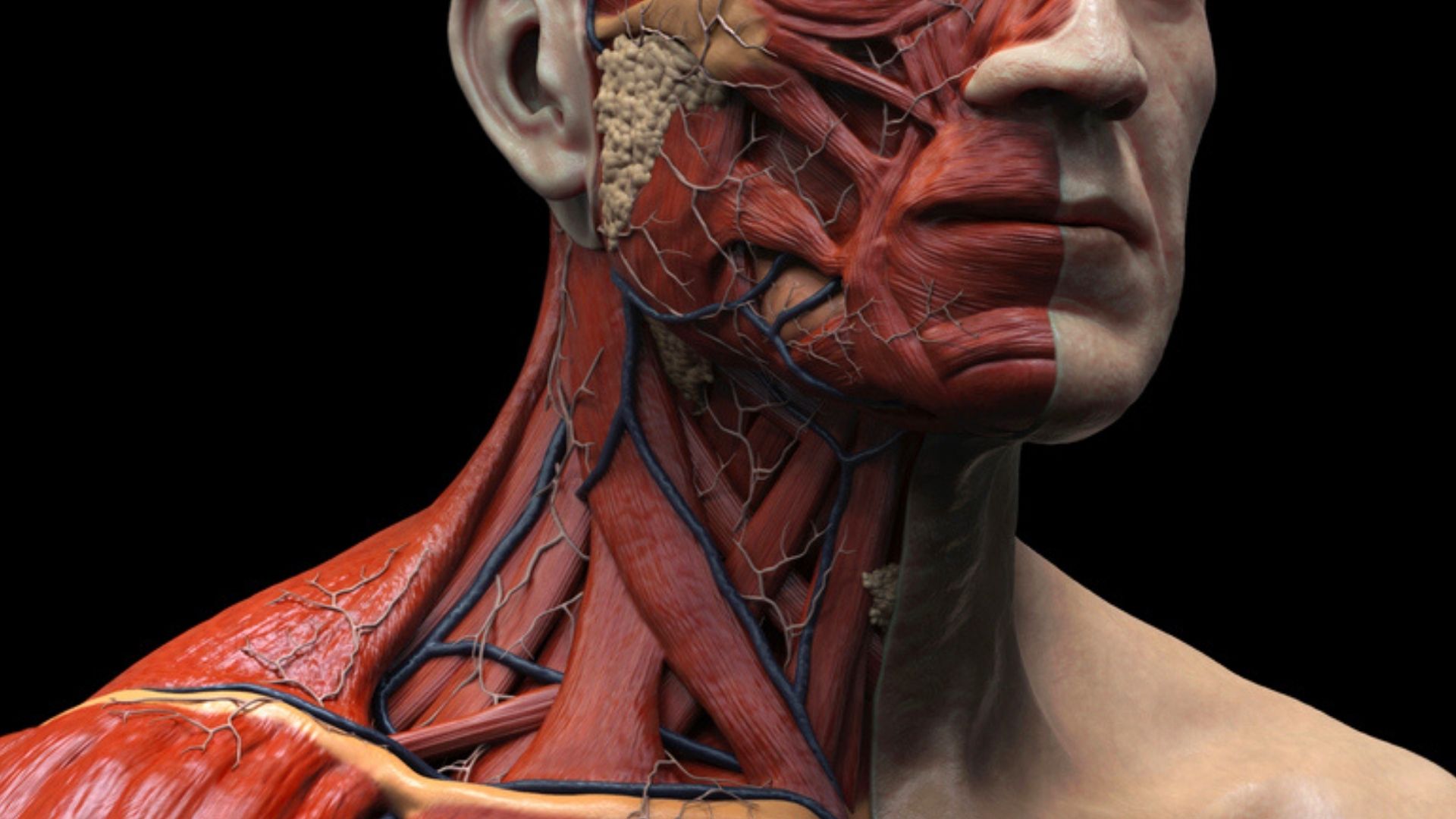 An Unknown Body Part Was Just Discovered in the Human Anatomy