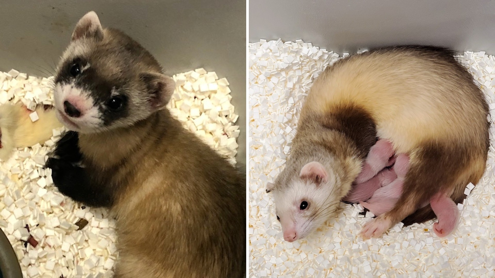 Scientists Cloned an Endangered Ferret From 30-Year-Old Cells | IE