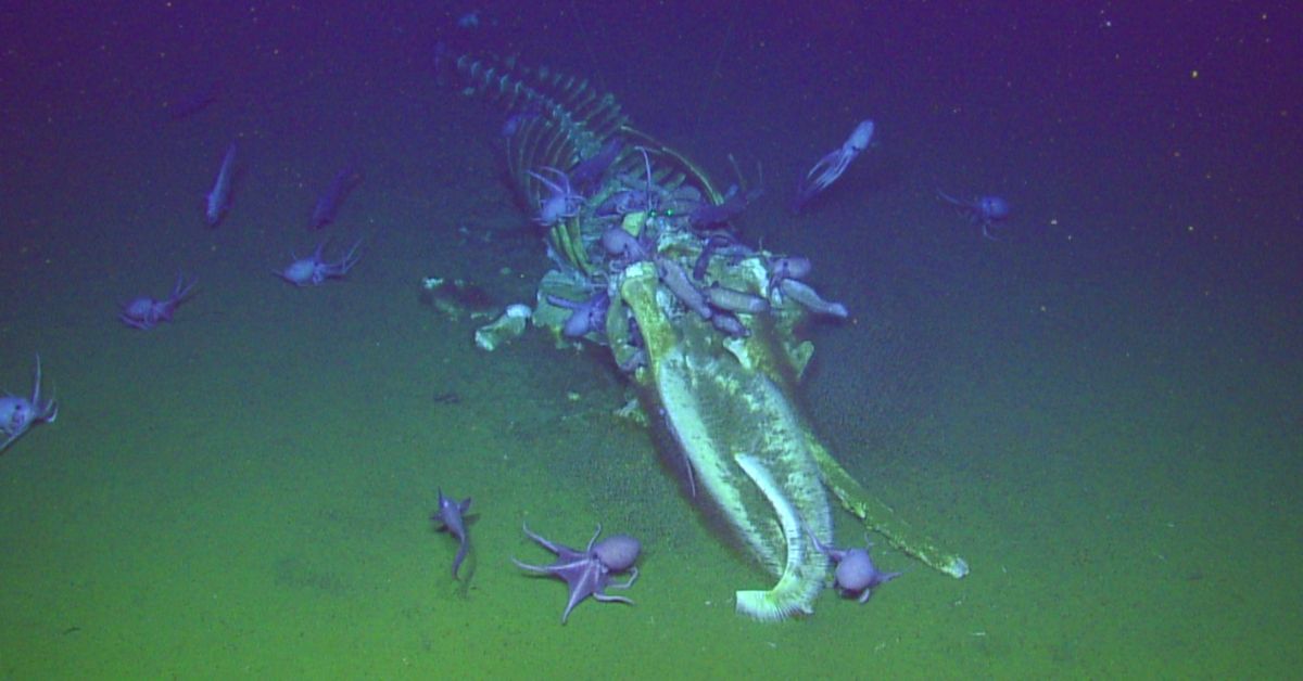 A Disturbing Graveyard Reveals Much About Life on Earth | IE