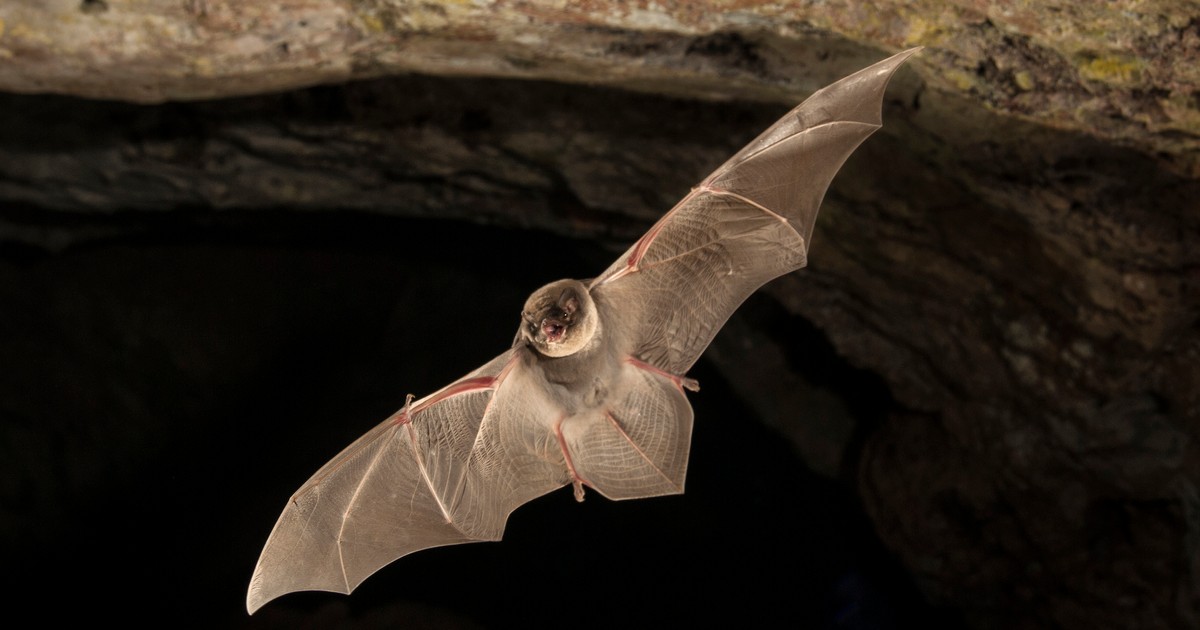 Genetic Similarities Uncovered between Echolocation Species