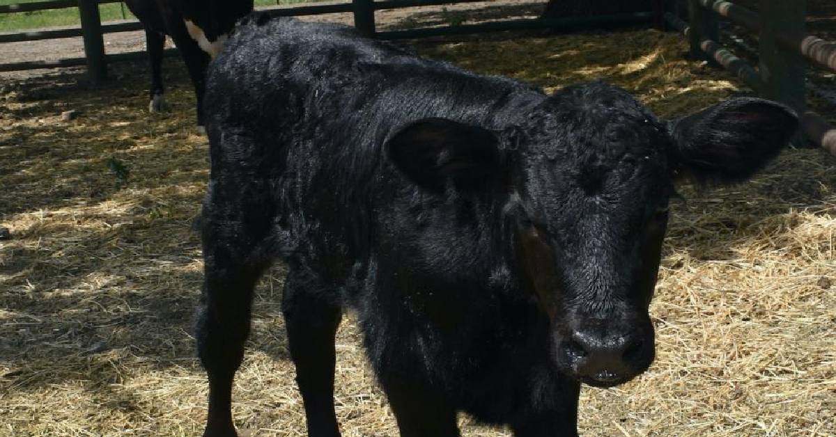 Cosmo the Bull Calf Has Been Genetically Engineered to Produce 75% Male ...