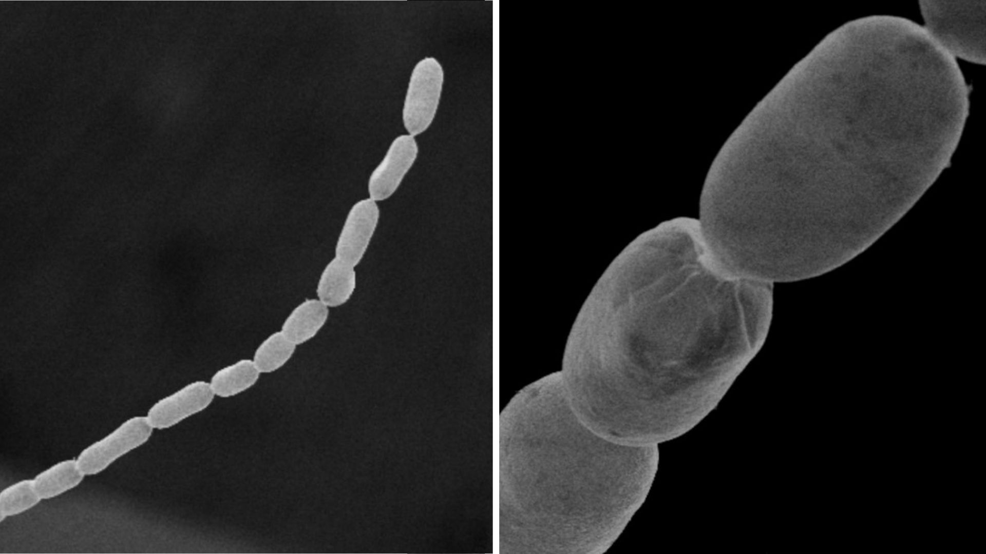 Scientists discover complex bacteria bigger than a fruit fly
