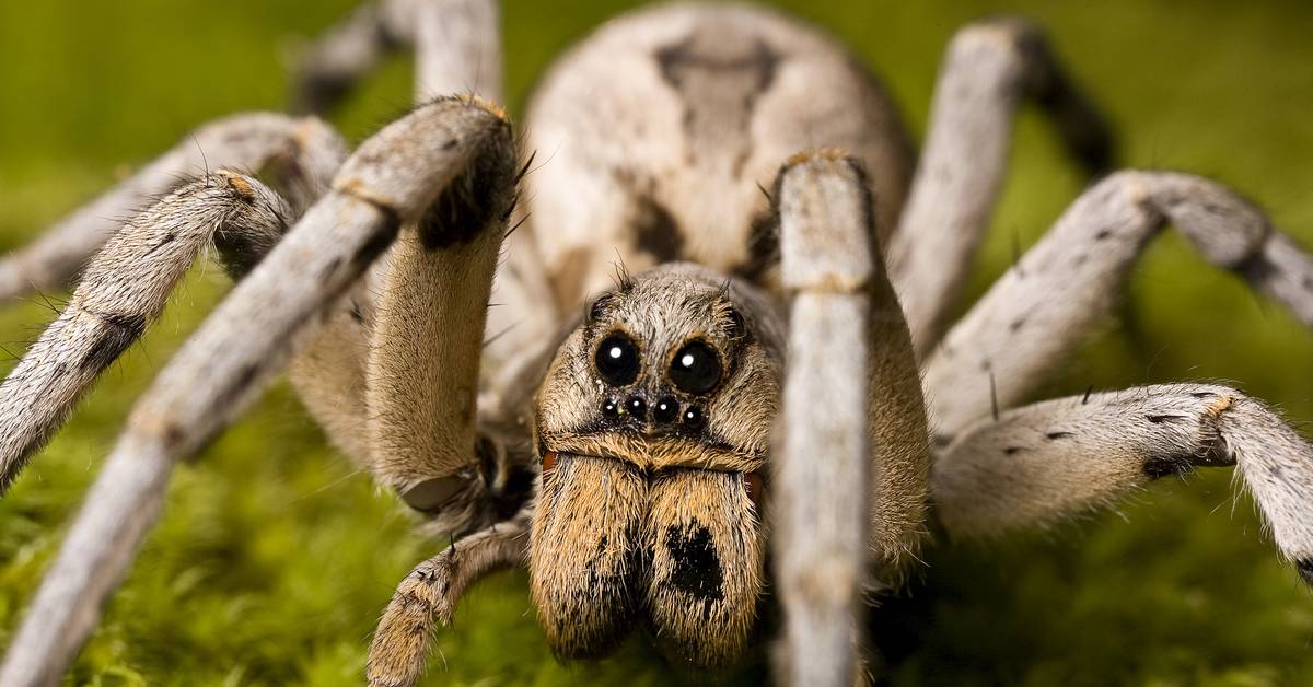 Climate Change Is Causing a Spider Baby Boom in the Arctic