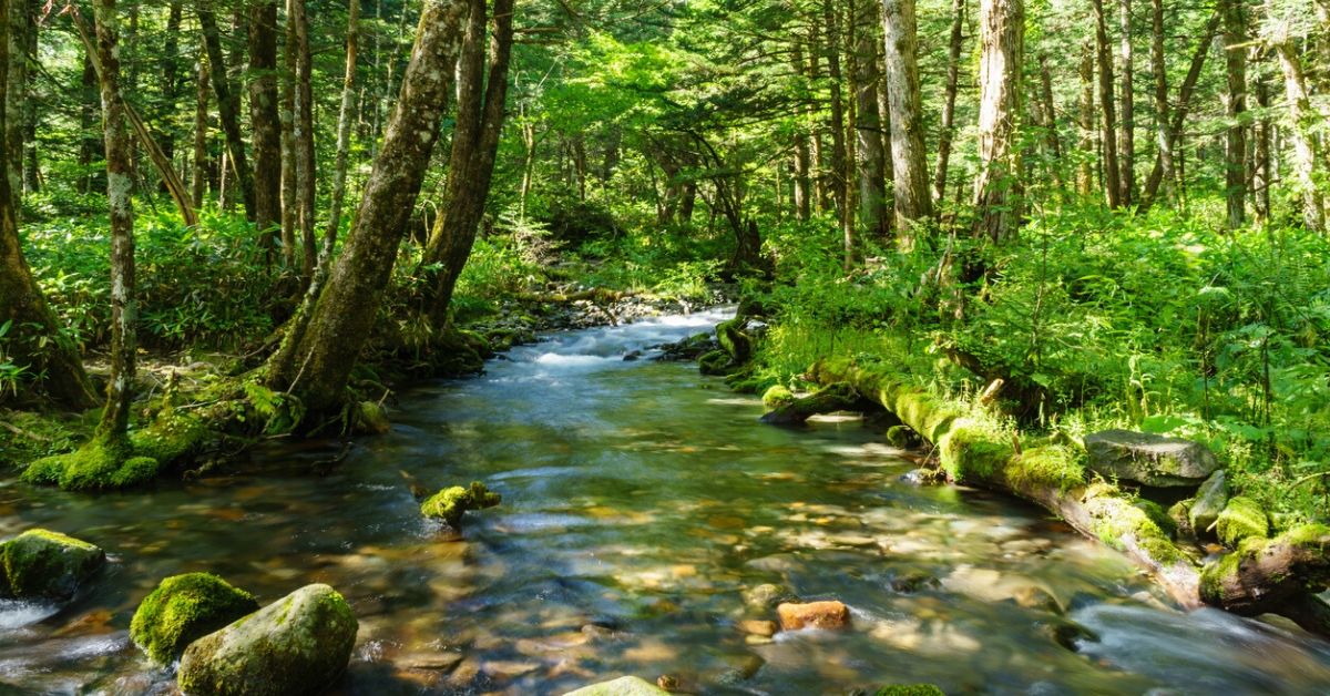 Shinrin-Yoku: The Japanese Practice of Forest Bathing