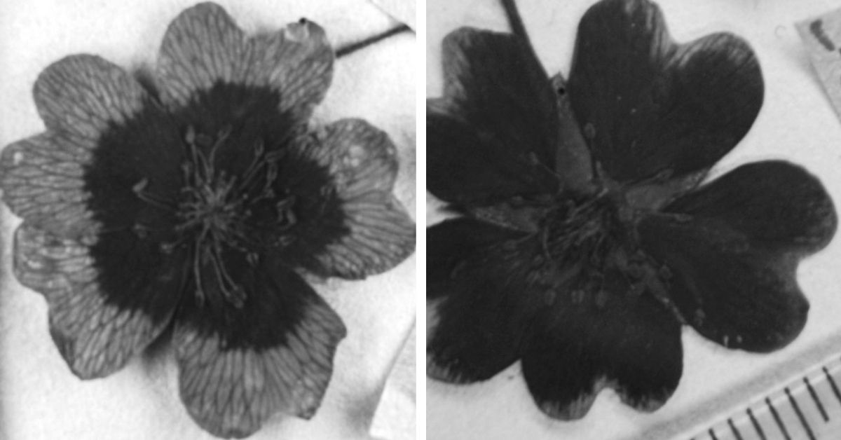 Responding to Global Warming - Flowers Change Colors | IE