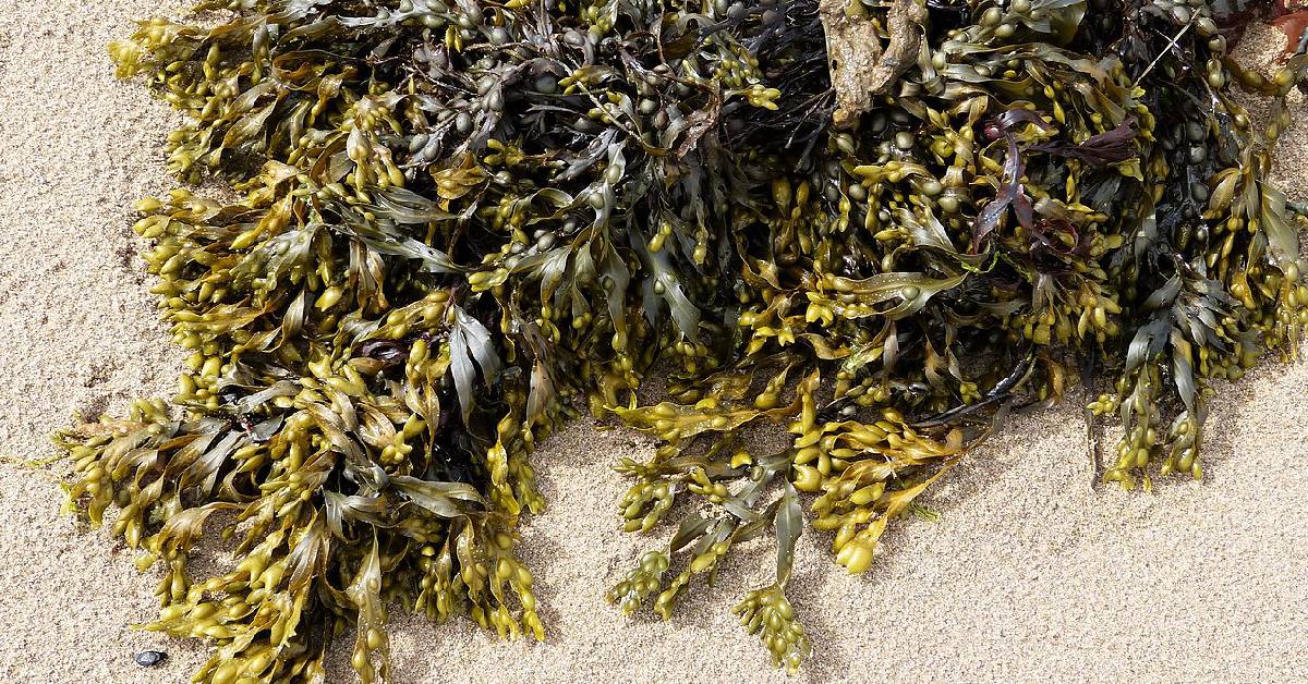 Seaweed - the Modern Day Superfood That Got Everyone Talking