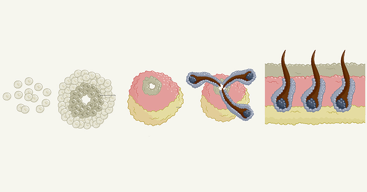 Hairy, Lab-Grown Human Skin Cell Signals a Cure for Baldness