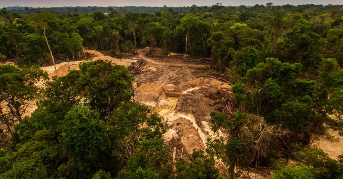 Amazon Rainforest Will Be Decimated by 2064, Professor Claims | IE