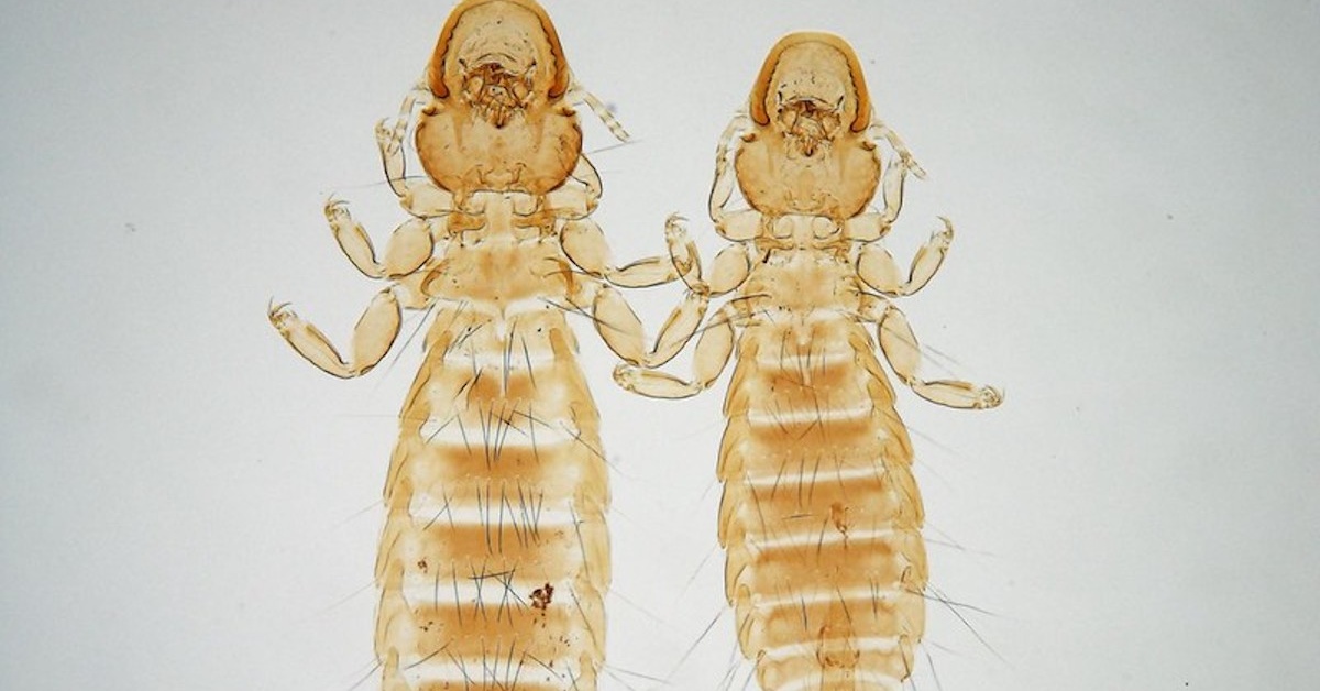 Rare World War I Disease Hits Denver, Colorado