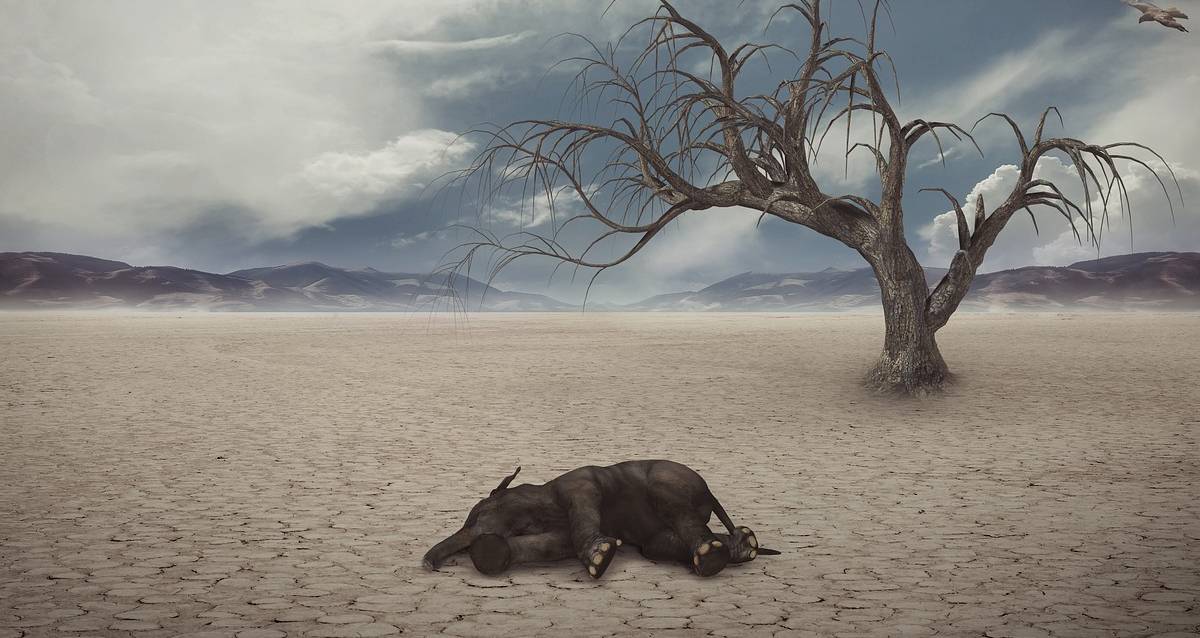 Humans Are Causing 1 Million Species to Be Under Threat of Extinction ...