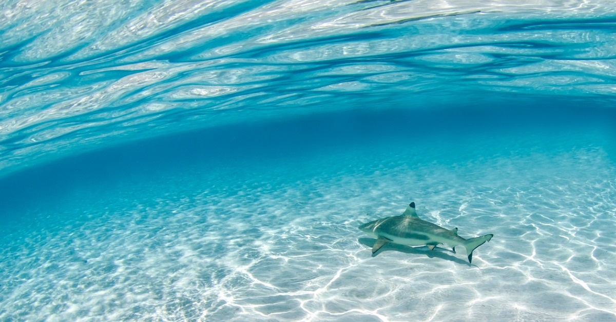 Stressed Out Shark Pups Fail to Thrive Thanks to Their Environment