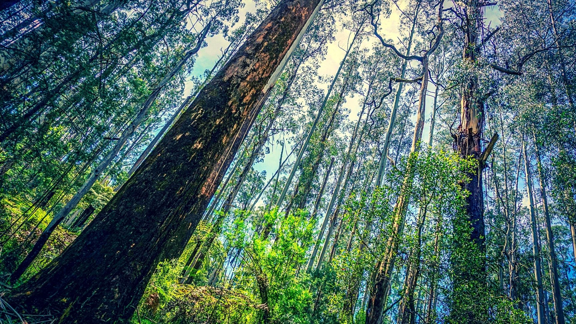 China sinkhole forest: A 630-foot-deep sinkhole in China is hiding a ...