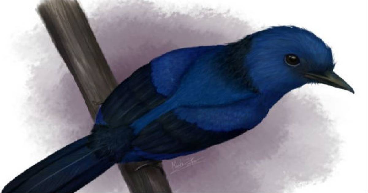 Blue Feathers Found in Prehistoric Fossils for the First Time